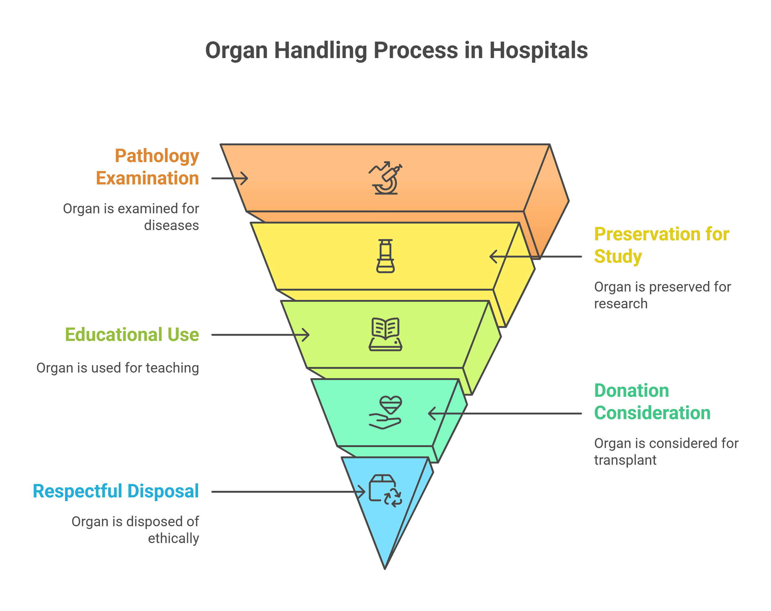 What Do Hospitals Do with Removed Organs